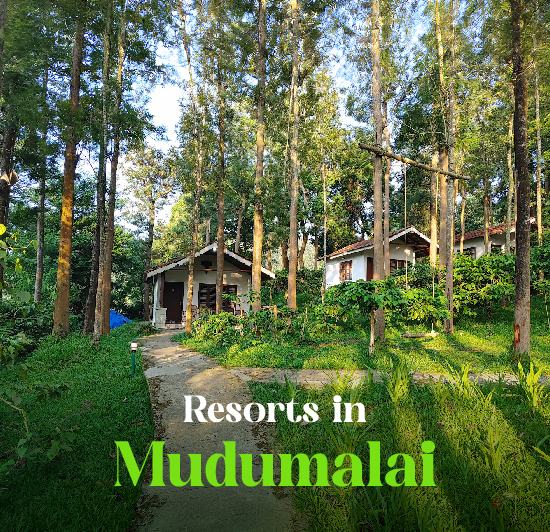 Book Mudumalai Resorts With Flat 15% off - Malnad Stays